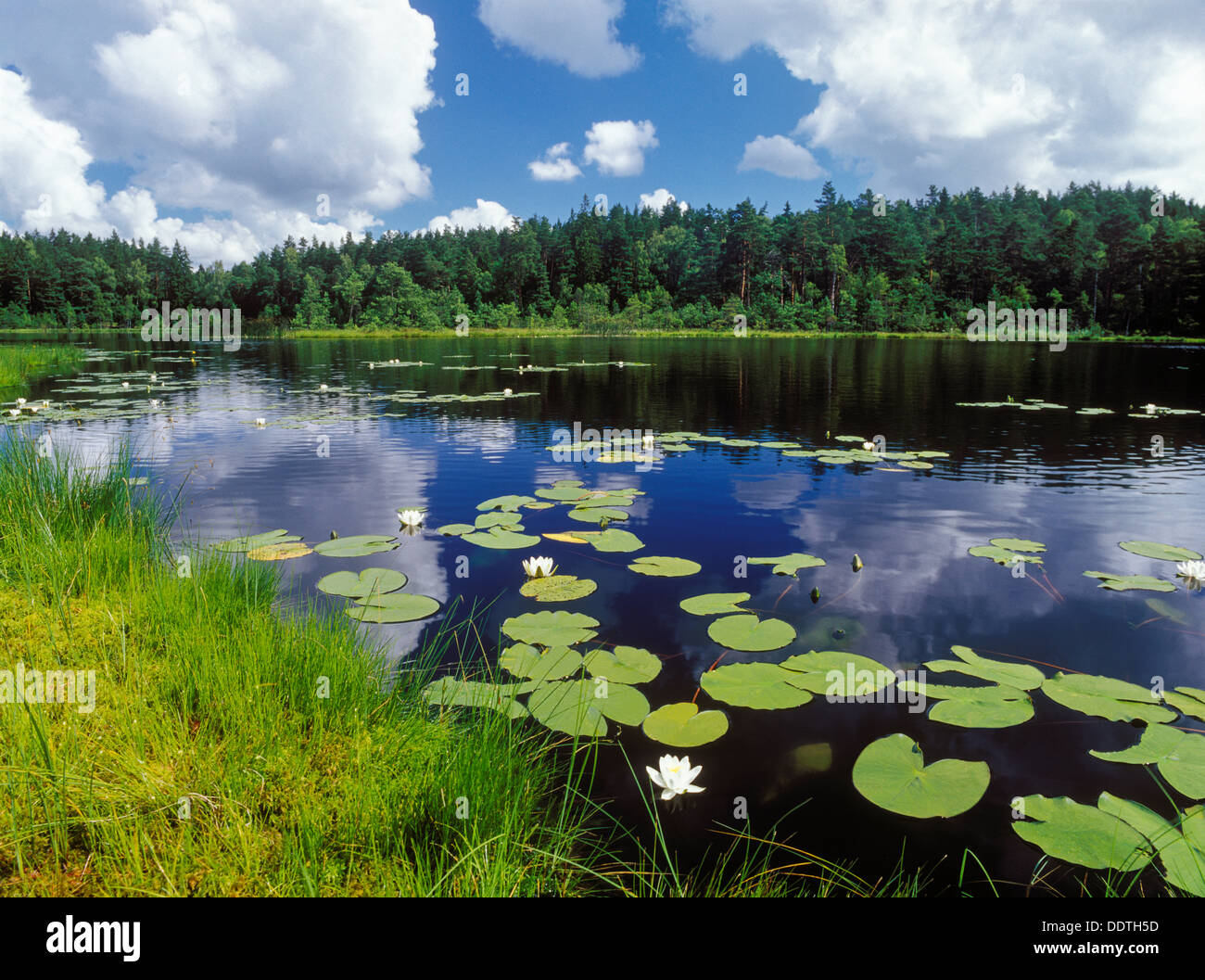 Lake in Masuria, Poland Stock Photo - Alamy
