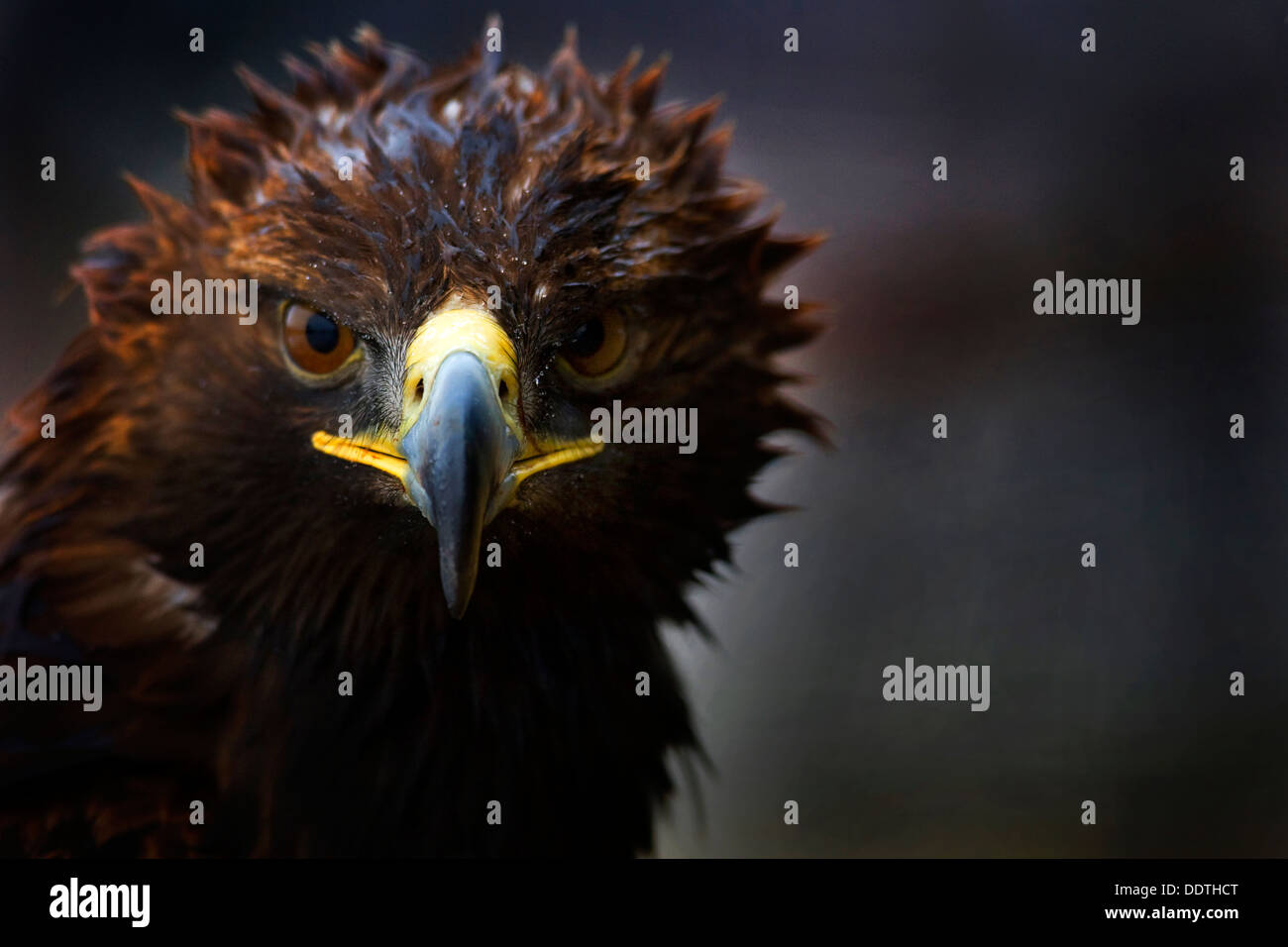 Wet eagle hi-res stock photography and images - Alamy