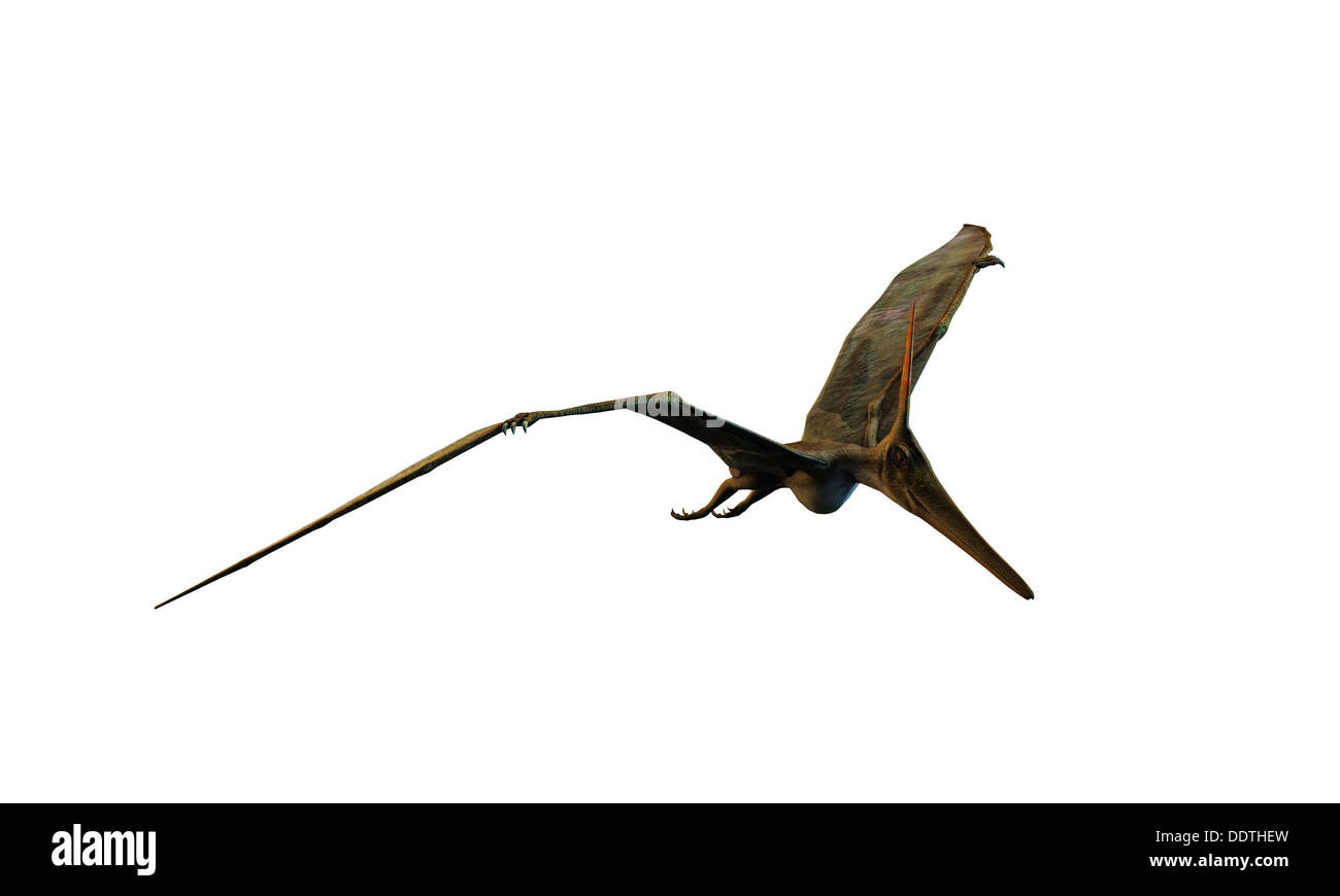 Pteranodon flying isolated on white background Stock Photo - Alamy