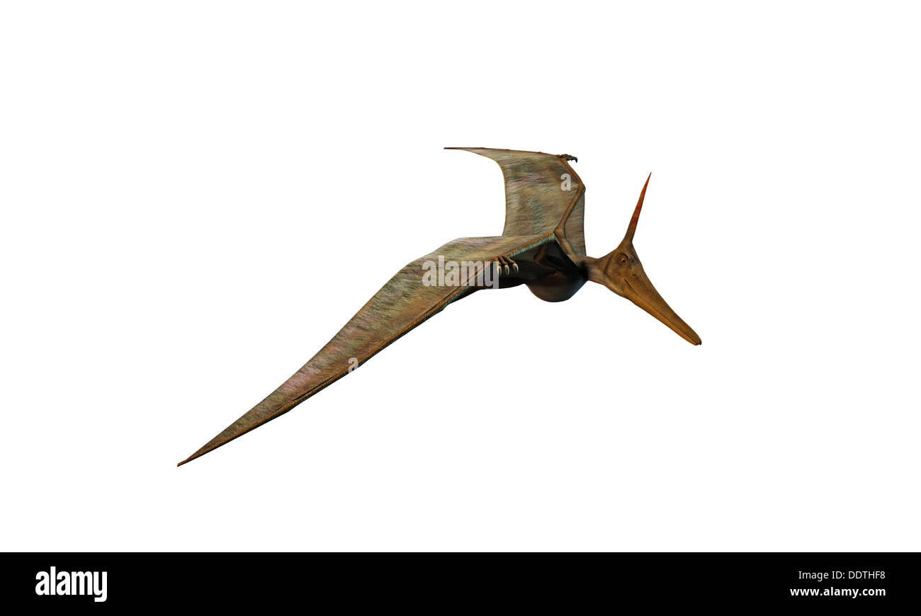 Pteranodon flying isolated on white background Stock Photo - Alamy