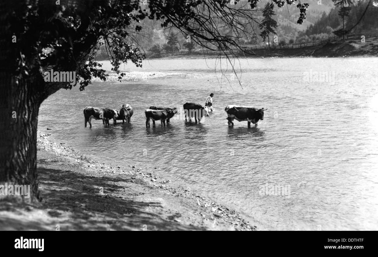 1920s cattle hi-res stock photography and images - Alamy