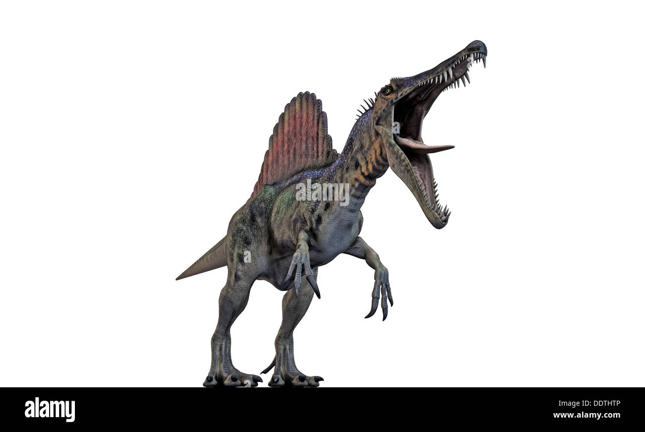spinosaurus isolated on white background Stock Photo - Alamy