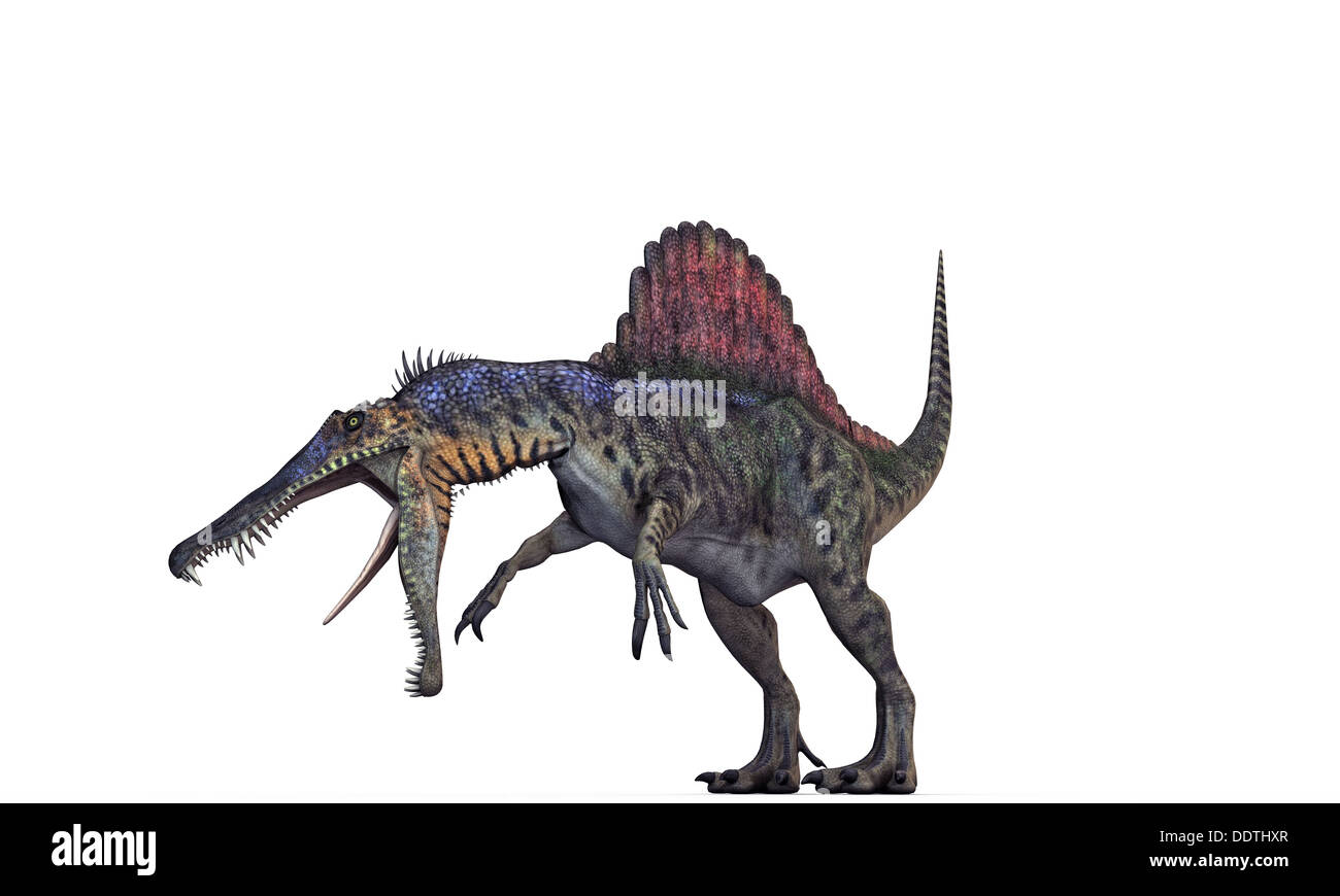 spinosaurus isolated on white background Stock Photo - Alamy