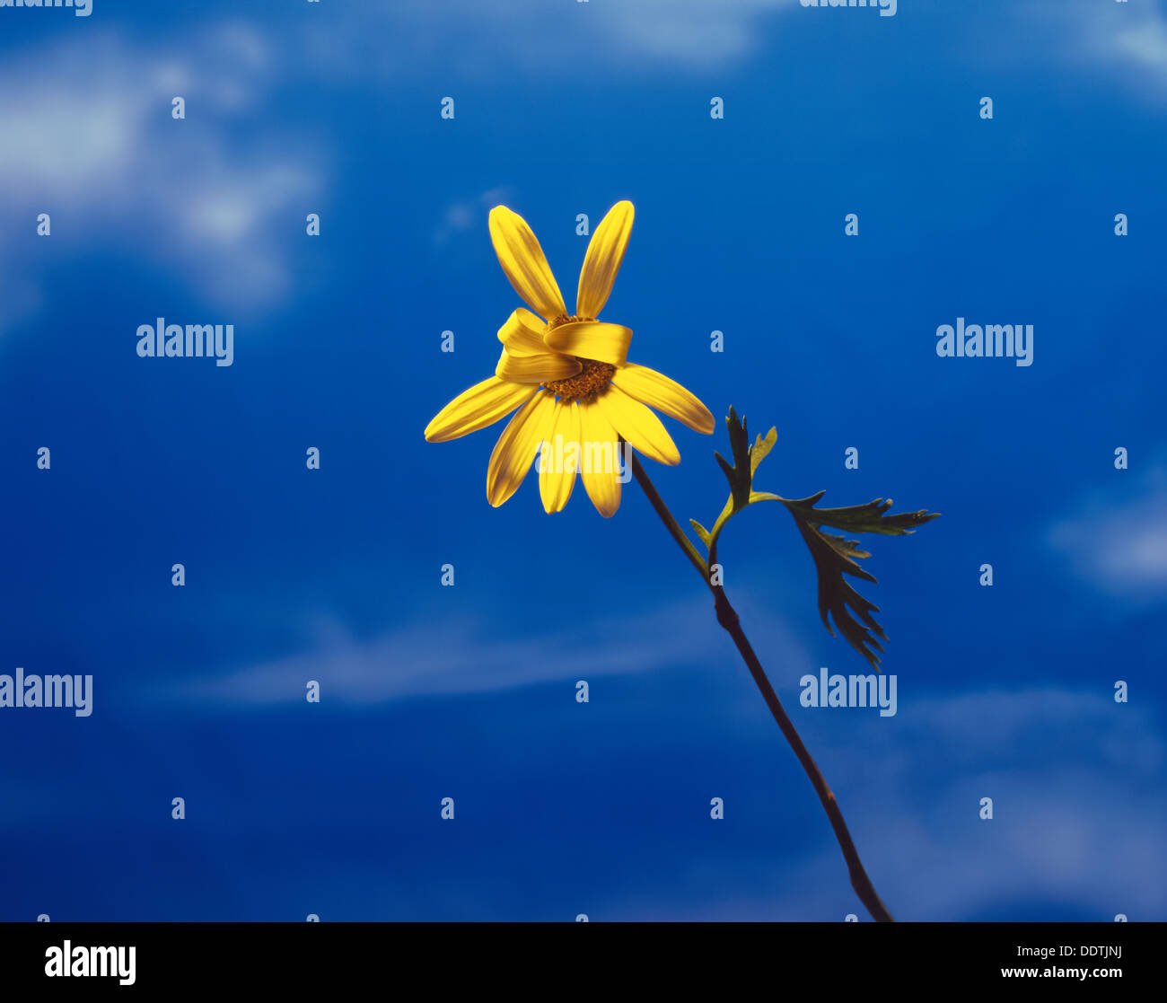Flower power 70s hi-res stock photography and images - Alamy