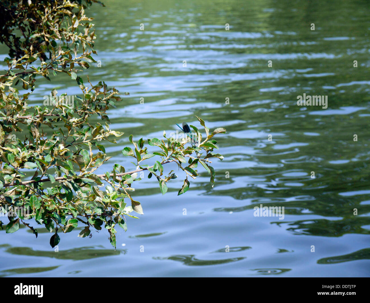 Blue damsel hi-res stock photography and images - Alamy