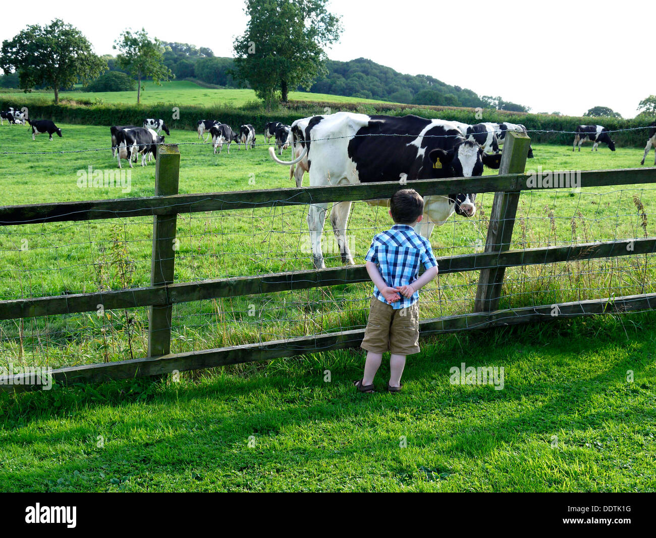 Child And Cow High Resolution Stock Photography and Images - Alamy