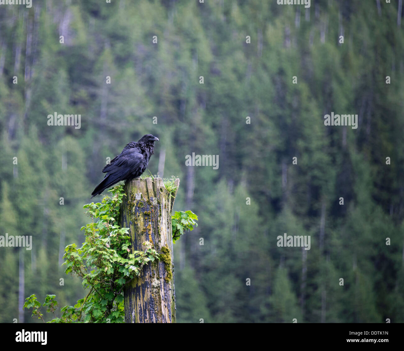 Raven Tree High Resolution Stock Photography and Images - Alamy