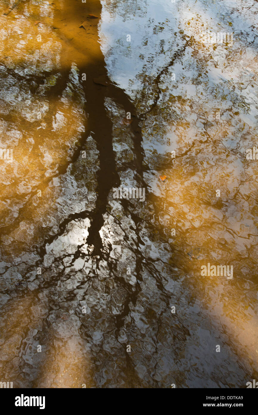 Rain puddle with refelctions, Sea Breeze Park, Brooklyn, New York ...