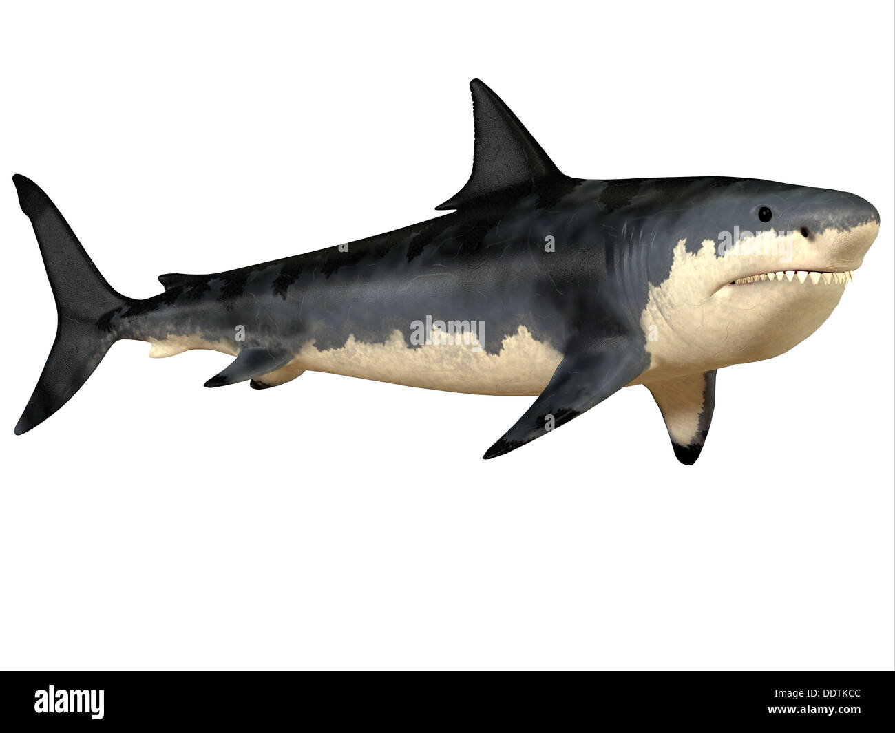 The Megalodon shark was an enormous predator in the Cenozoic Period of ...