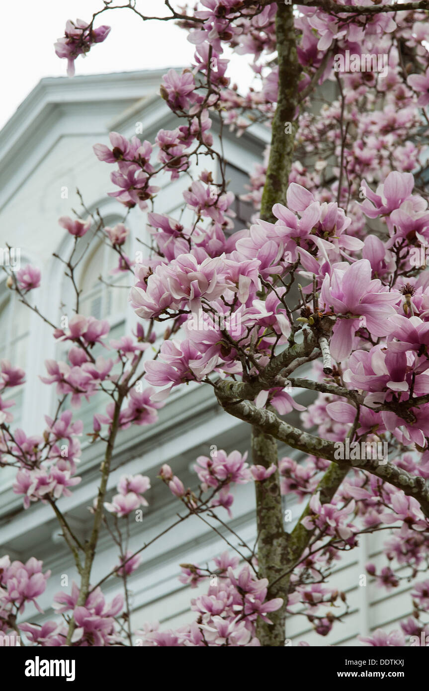 Southern magnolia tree hi-res stock photography and images - Alamy