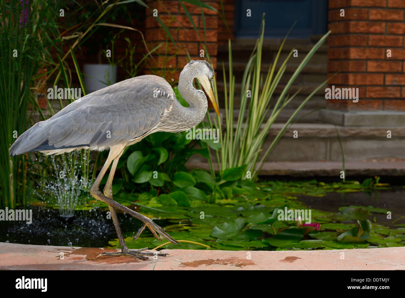 Stalk bird hi-res stock photography and images - Alamy