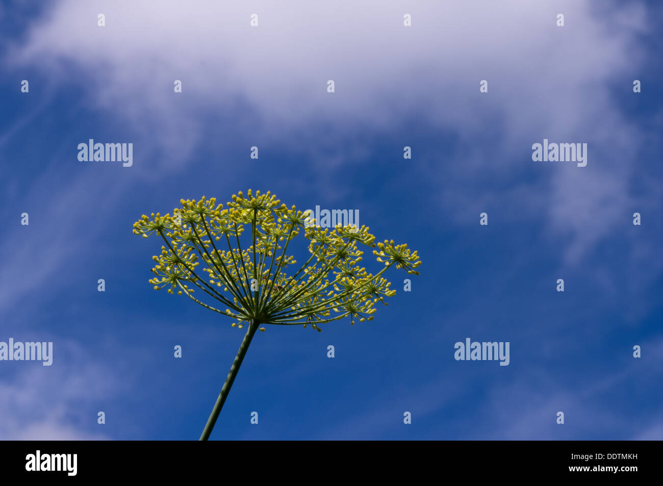Flower reaching for the sky hi-res stock photography and images - Alamy