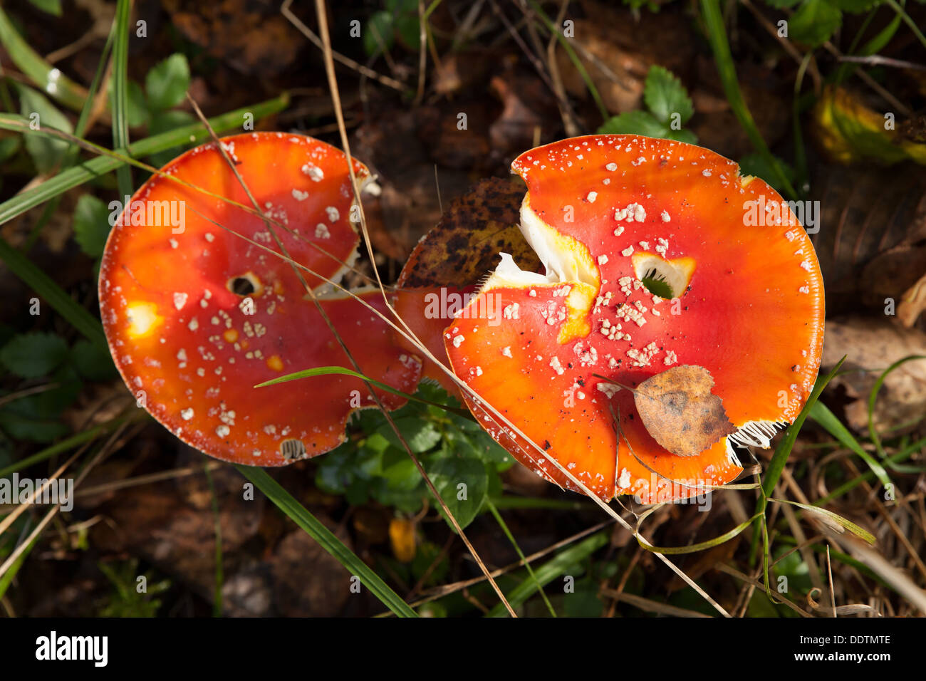 Red toadstool - poisonous uneatable mushroom Stock Photo - Alamy