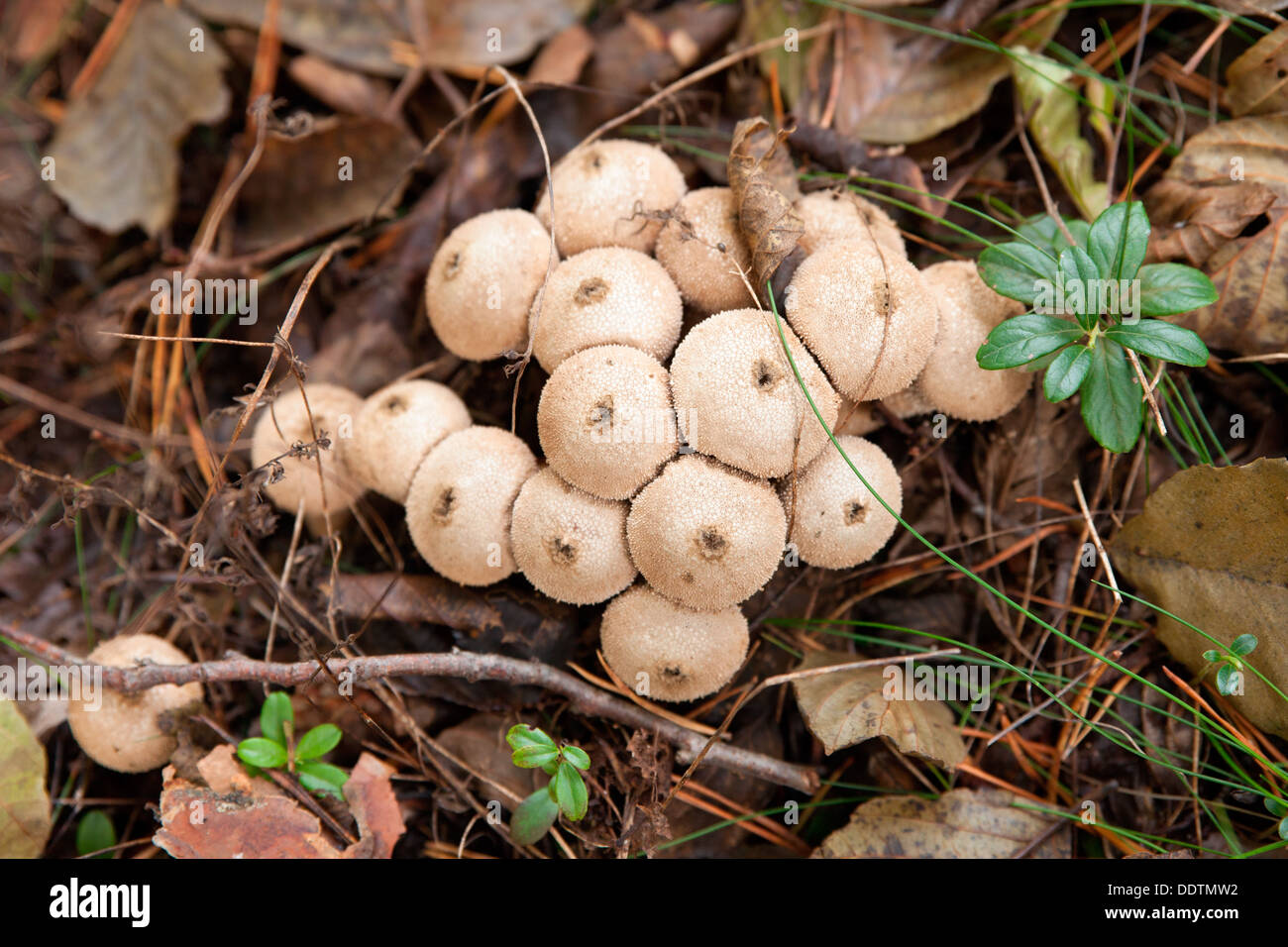 Old puffball hi-res stock photography and images - Alamy