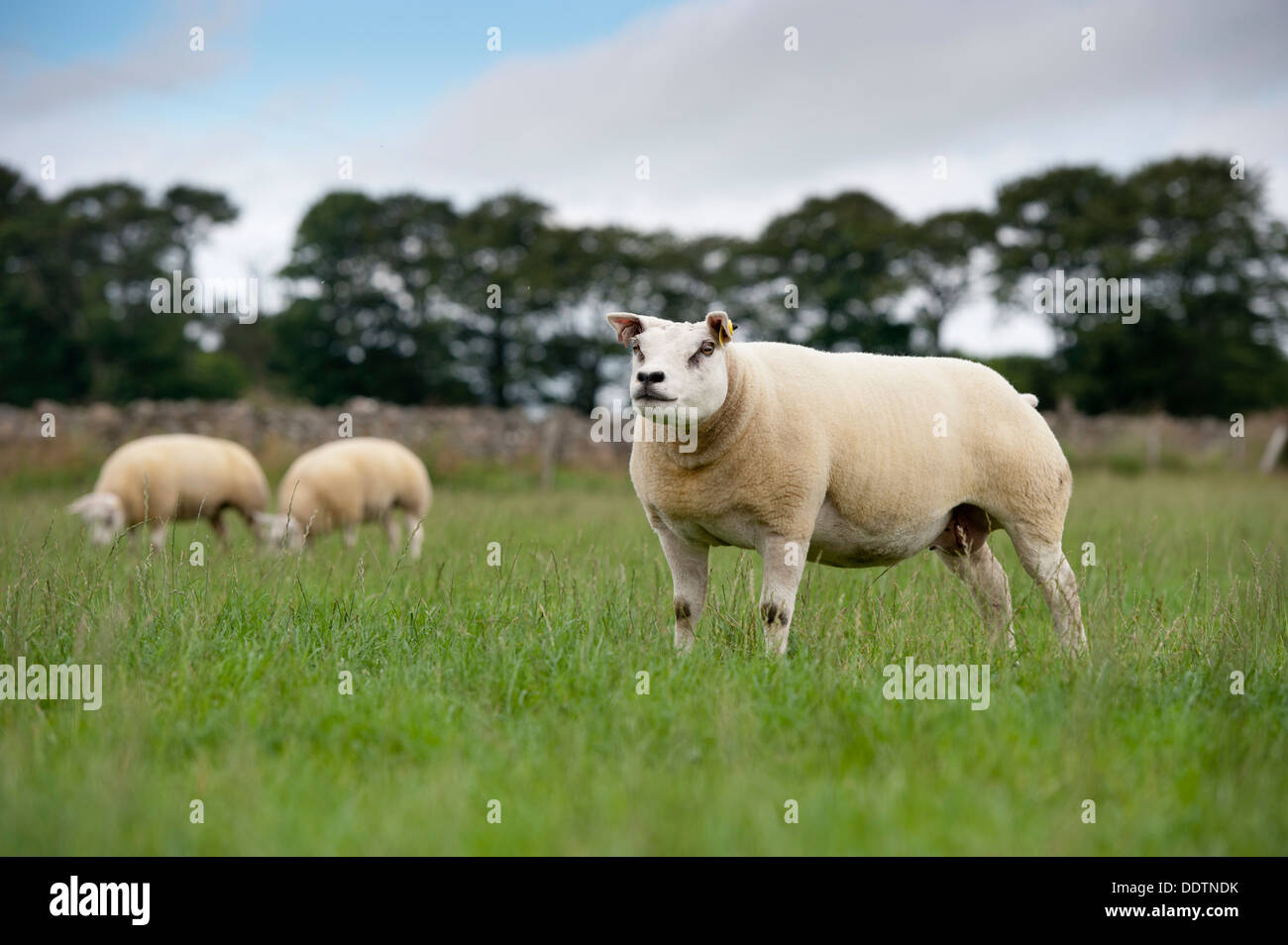 Beltex female sheep in fields. Aberdeen, Scotland Stock Photo - Alamy
