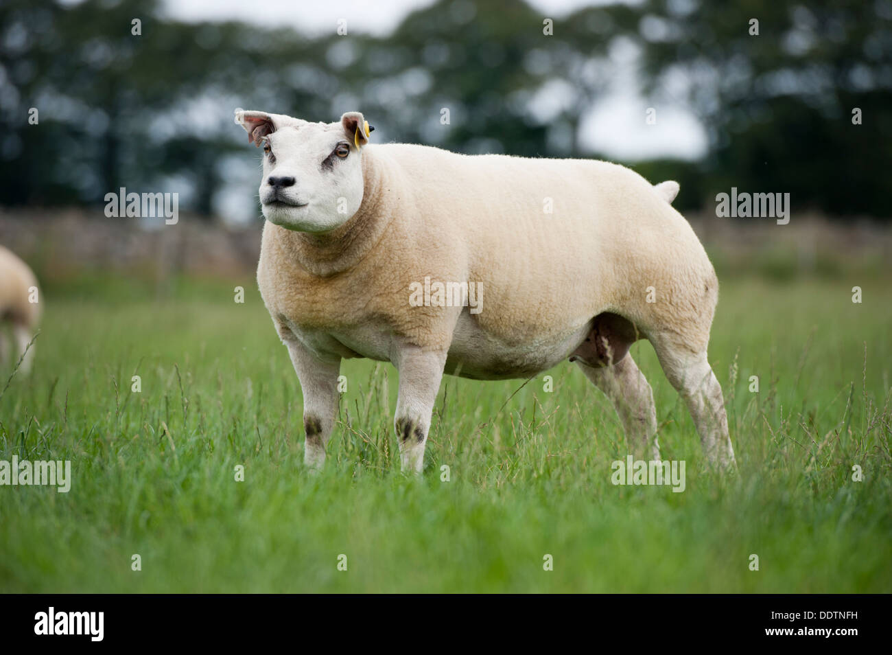 Beltex female sheep in fields. Aberdeen, Scotland Stock Photo - Alamy