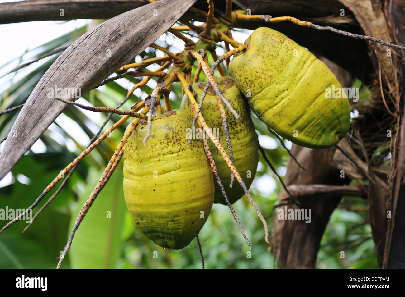 Tropical coconut tree Stock Photo - Alamy
