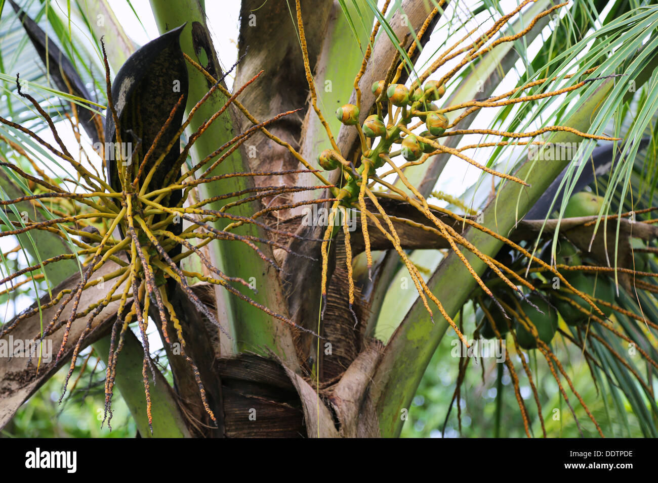 Tropical coconut tree Stock Photo - Alamy