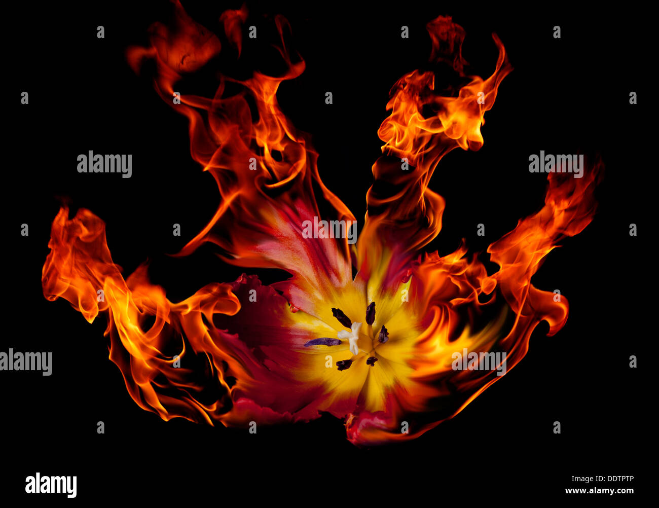 Tulip Fire High Resolution Stock Photography and Images - Alamy