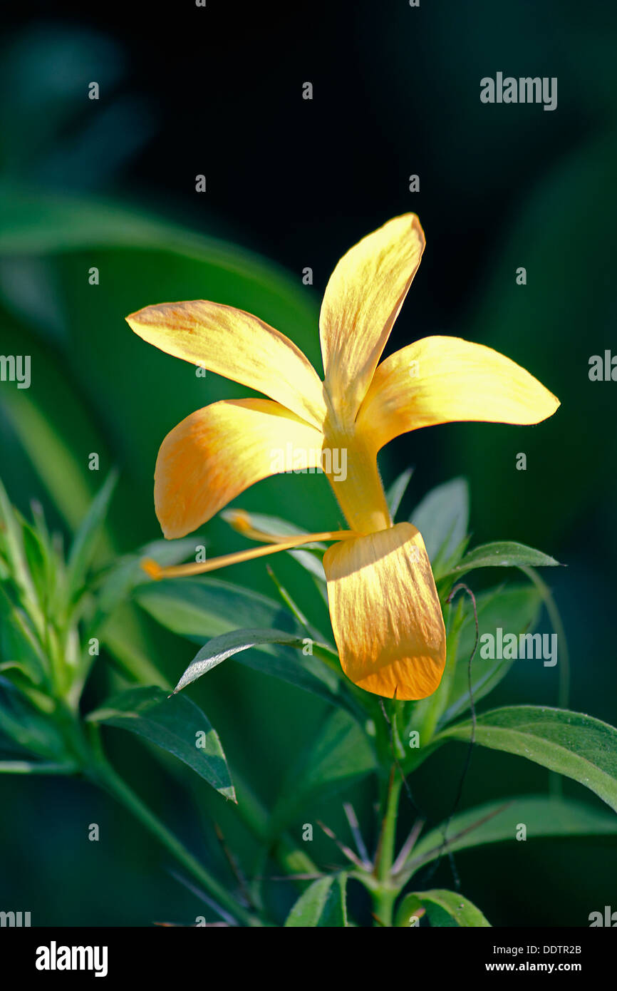 Mountain Barleria, Barleria Montana, Dongari koranti Stock Photo - Alamy
