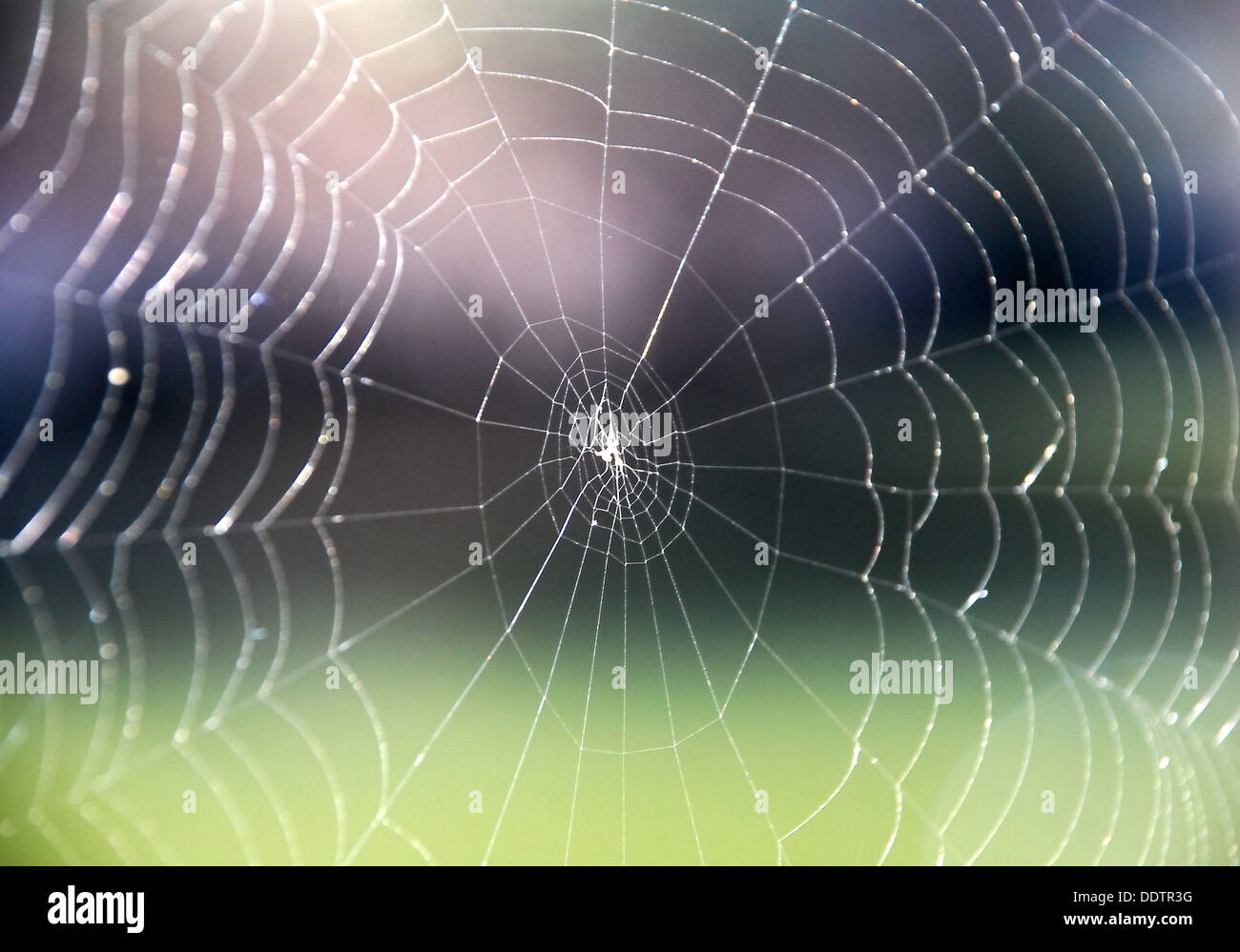 Spider web in the field backlit Stock Photo - Alamy