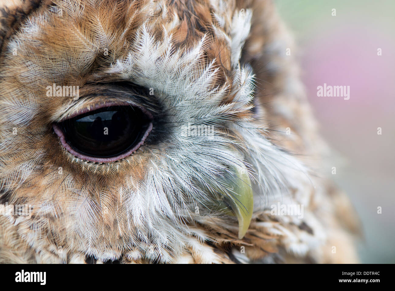 Tawny Owls Stock Photos & Tawny Owls Stock Images - Alamy