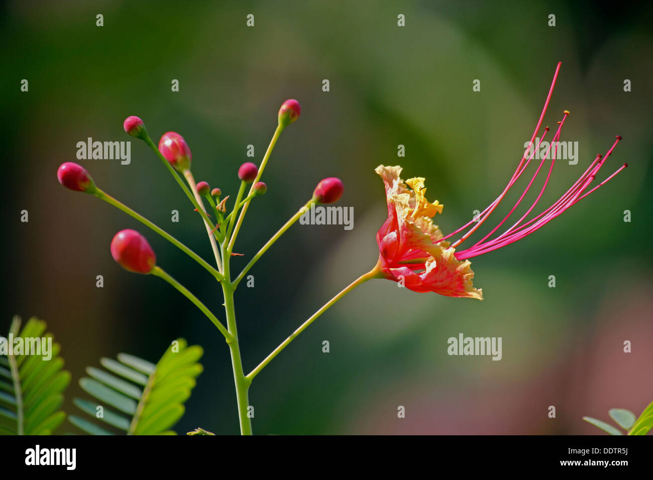 Delonix tree hi-res stock photography and images - Alamy