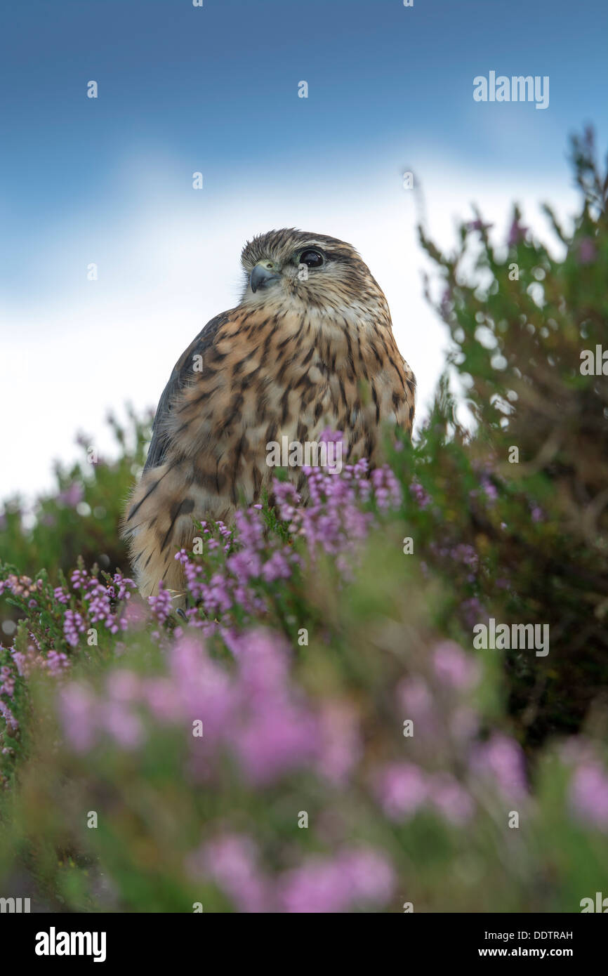 Male Merlin, Falco columbarius, on heather moorland, Yorkshire, UK ...