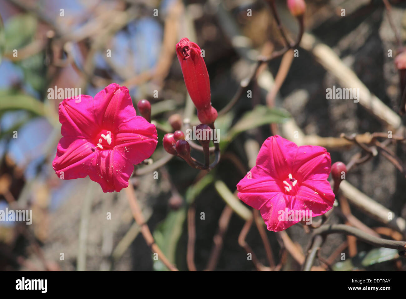 Cardinal Creeper, Lady Doorly's Morning Glory, Ipomoea horsfalliae ...