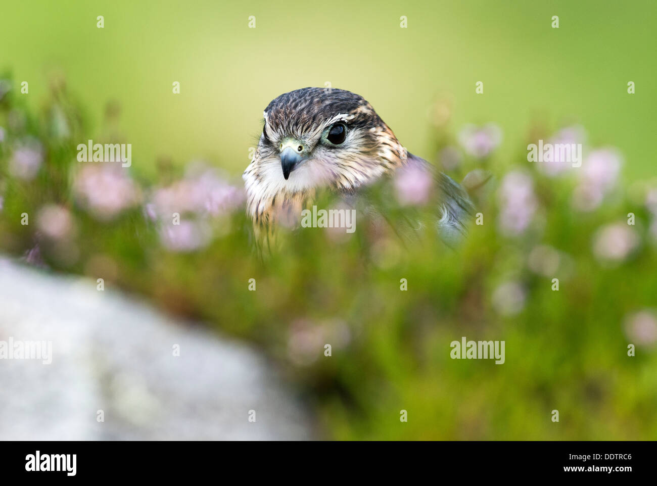Merlin bird uk hi-res stock photography and images - Alamy