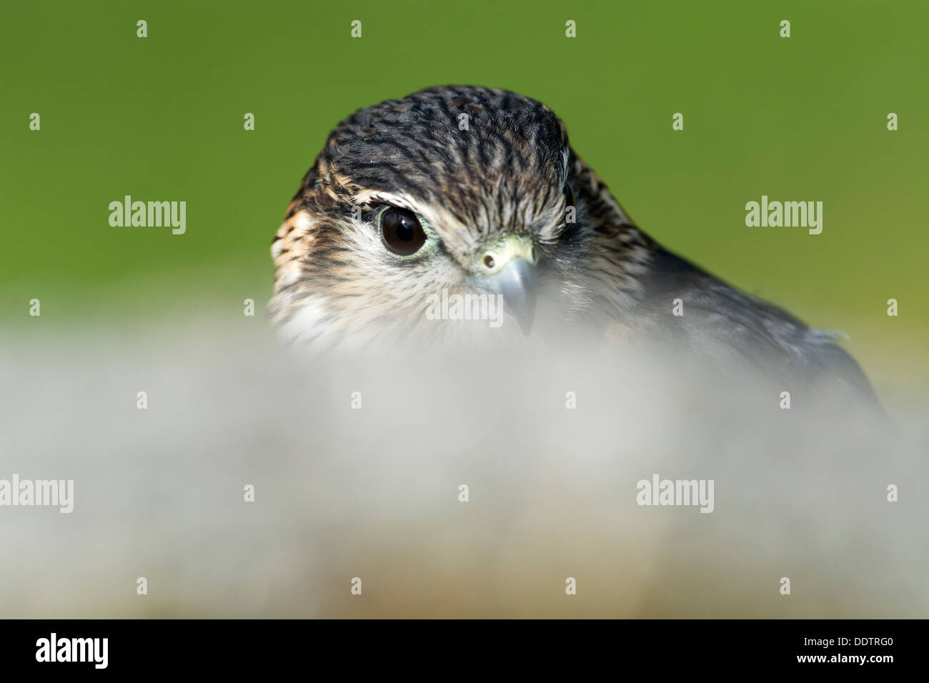 Male Merlin, Falco columbarius, on heather moorland, Yorkshire, UK ...