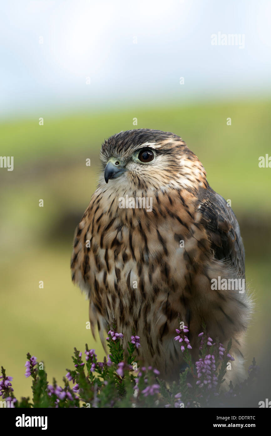 Male Merlin, Falco columbarius, on heather moorland, Yorkshire, UK ...