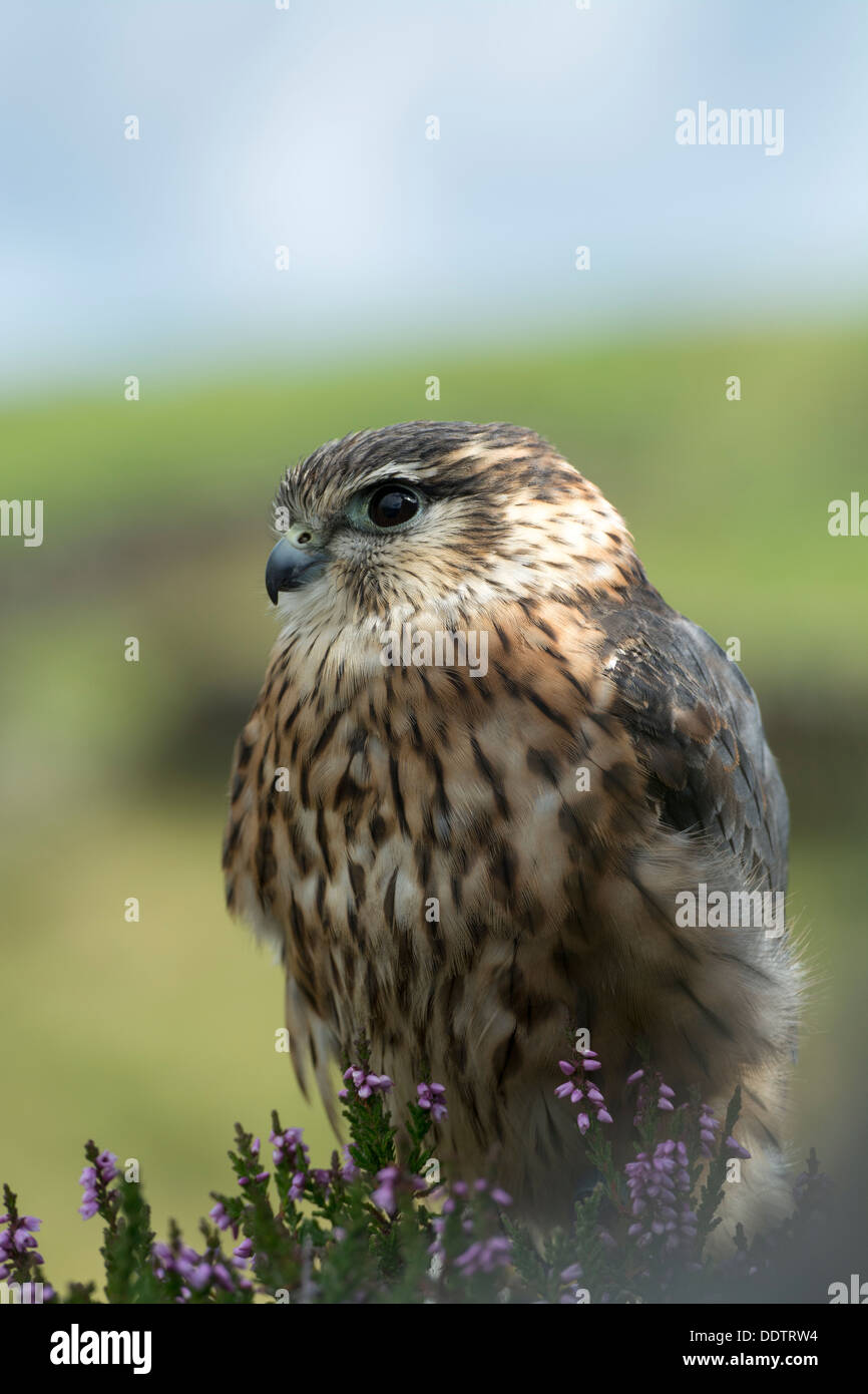 Merlin bird uk hi-res stock photography and images - Alamy