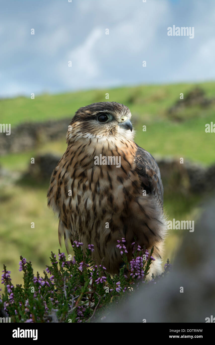 Male Merlin, Falco columbarius, on heather moorland, Yorkshire, UK ...