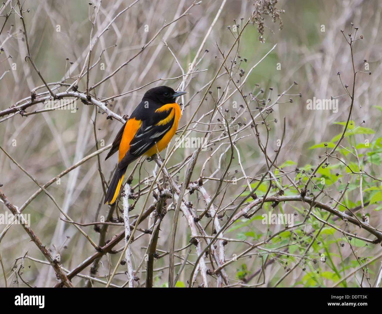 Baltimore oriole bird hi-res stock photography and images - Alamy
