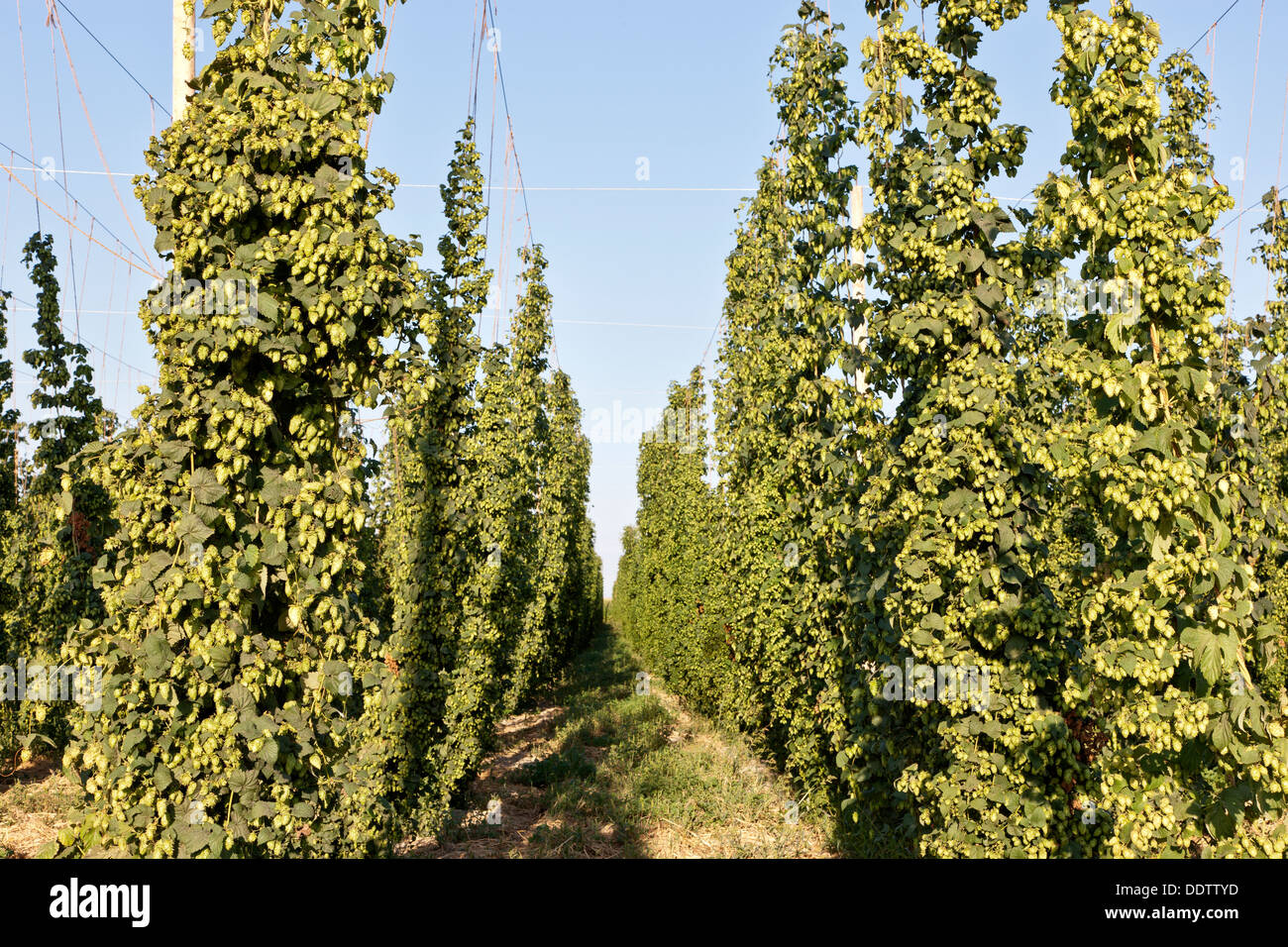 Female hop flowers hi-res stock photography and images - Alamy