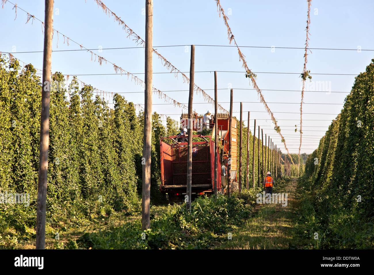 Equipment harvesting mature hops Stock Photo - Alamy