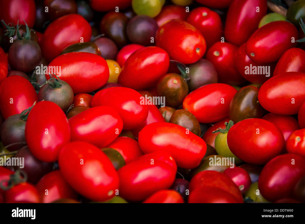 Fresh organic Roma tomatoes. Various colours all clustered together ...