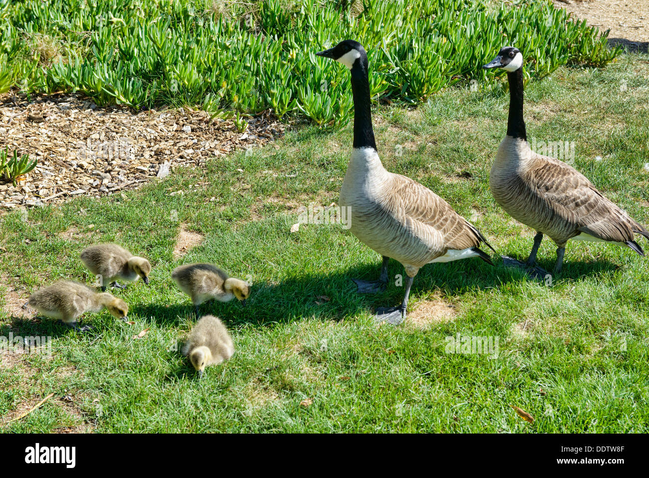 Canada geese and goslings (Branta canadensis) in San Francisco ...