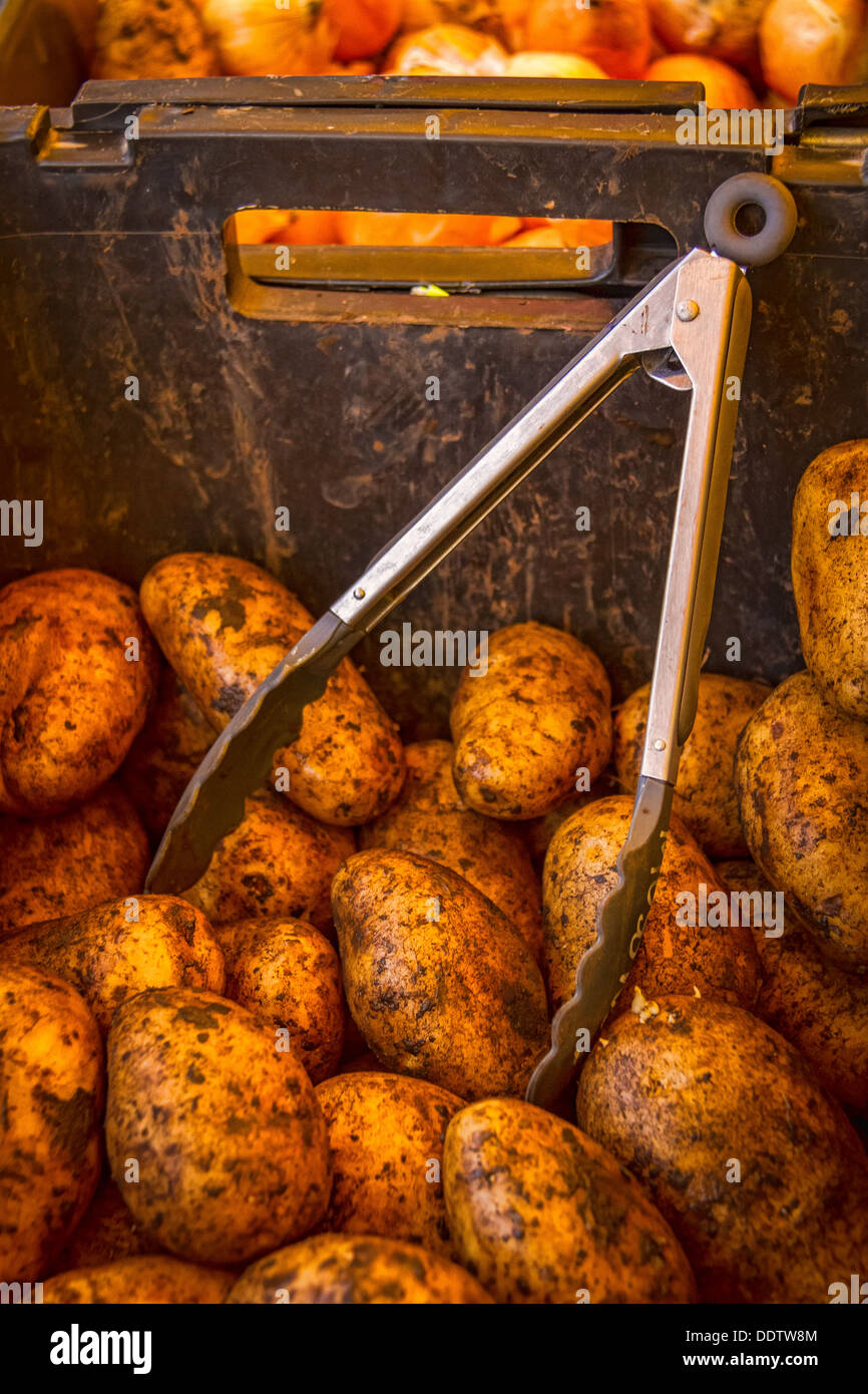 Young unwashed potatoes freshly dug up from the soil. A pair of steel ...