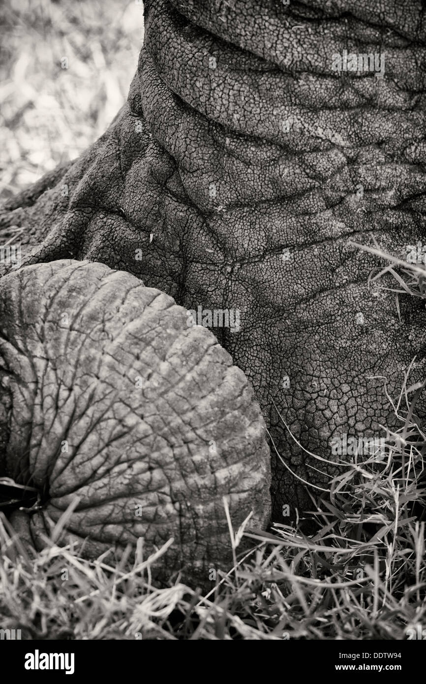 Closeup elephant foot africa hi-res stock photography and images - Alamy