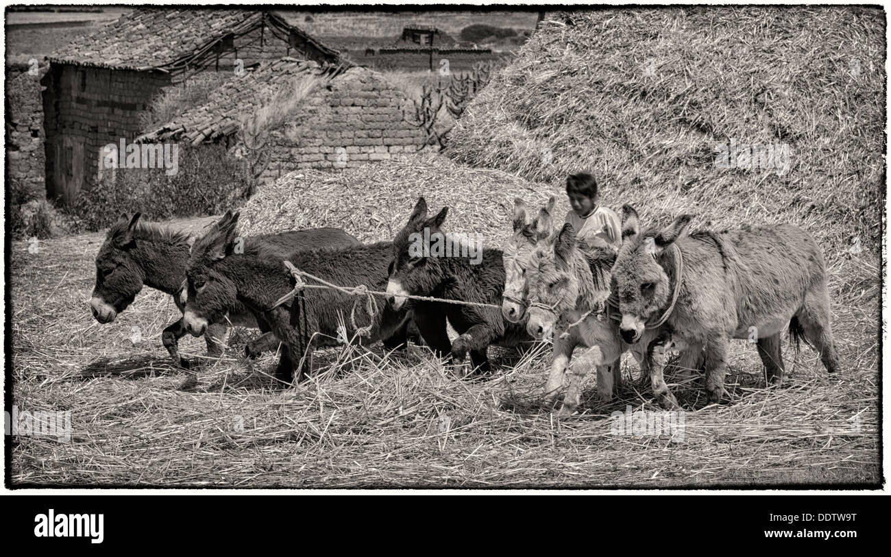 Donkey Team High Resolution Stock Photography and Images - Alamy