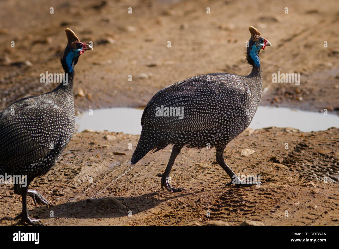 Guinea Fowl High Resolution Stock Photography and Images - Alamy