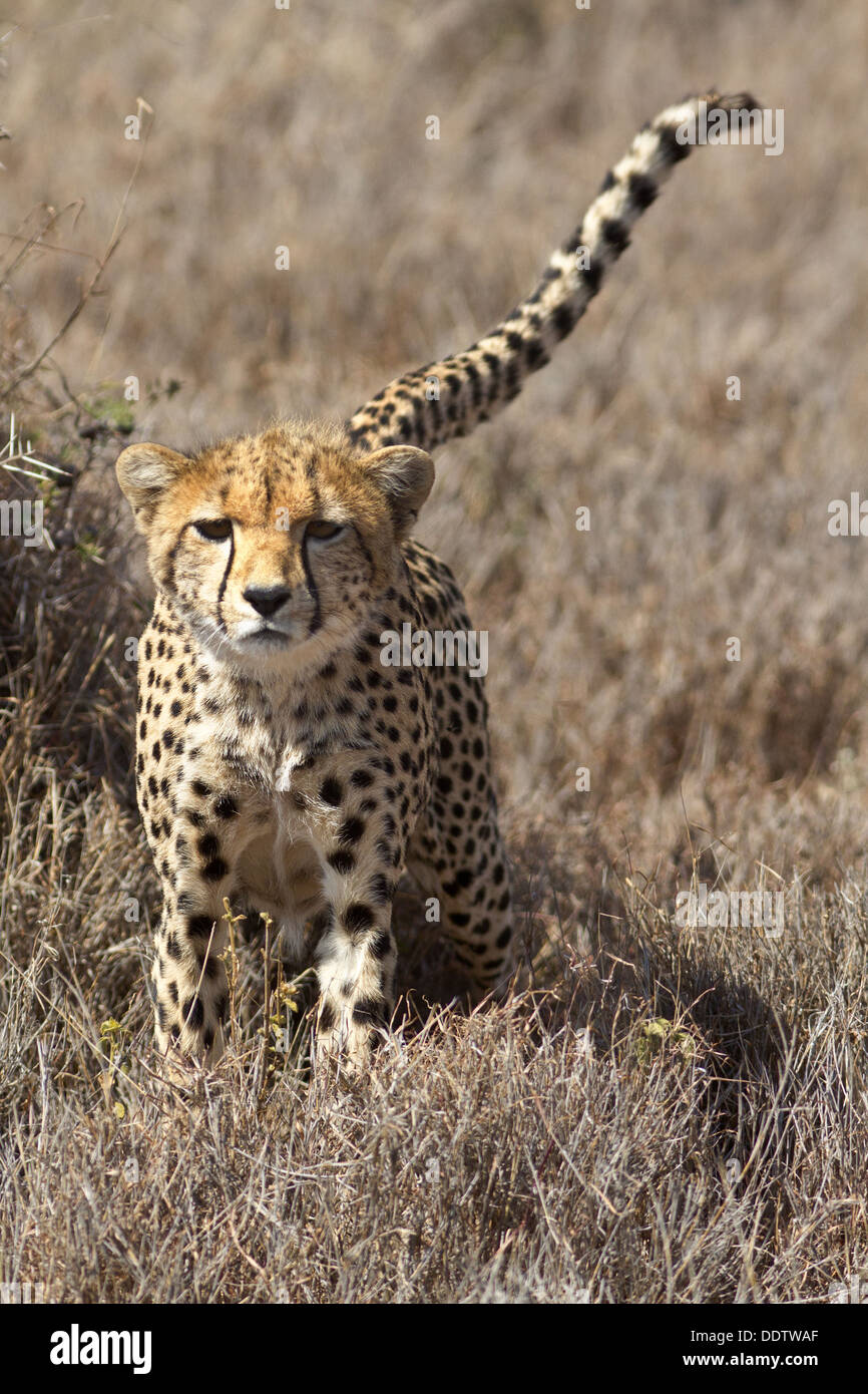 Young cheetah walking hi-res stock photography and images - Alamy