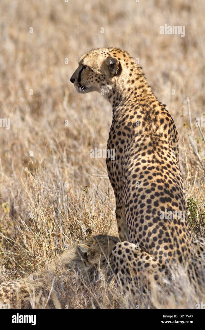 Baby cheetah in grass hi-res stock photography and images - Alamy