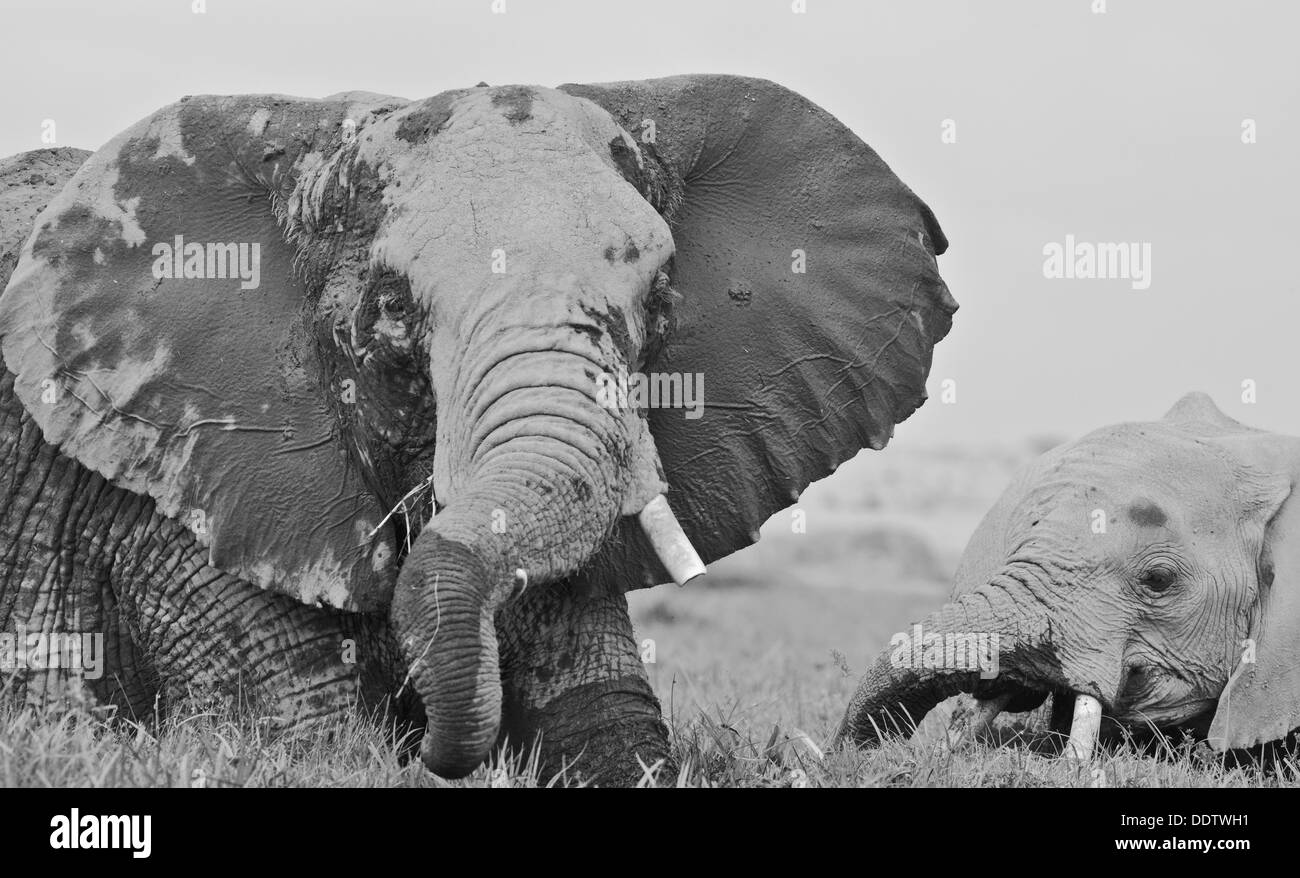 Female elephant Black and White Stock Photos & Images - Alamy