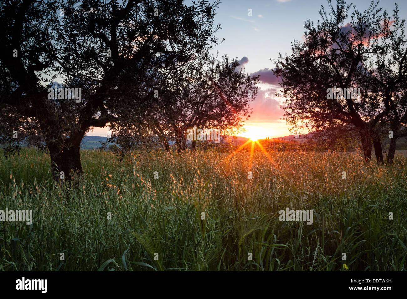 Orange grove and trees hi-res stock photography and images - Alamy