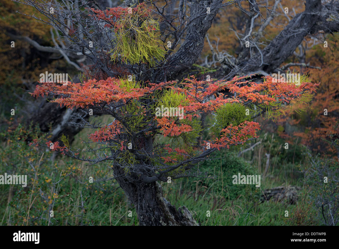 False mistletoe hi-res stock photography and images - Alamy
