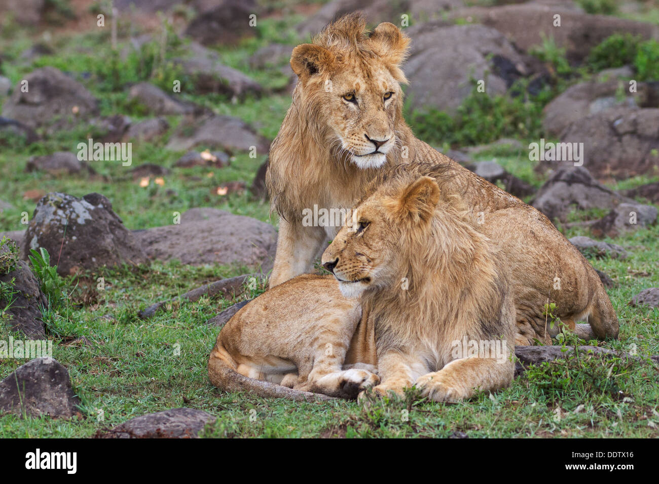 Two young adult male lions hi-res stock photography and images - Alamy