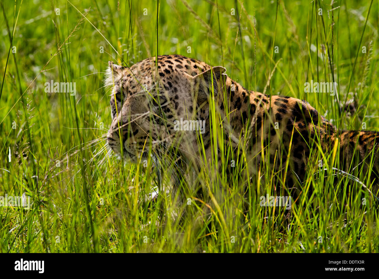 Crouching leopard hi-res stock photography and images - Alamy